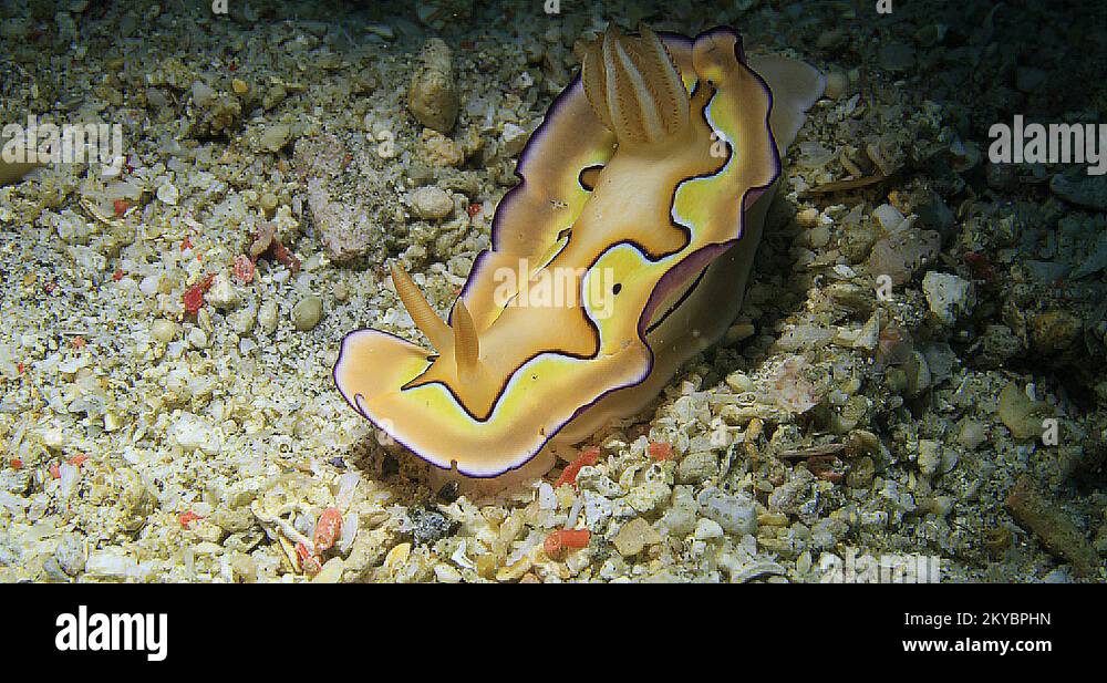 Co's Goniobranchus Nudibranch (Goniobranchus coi) Sea Slug Underwater ...