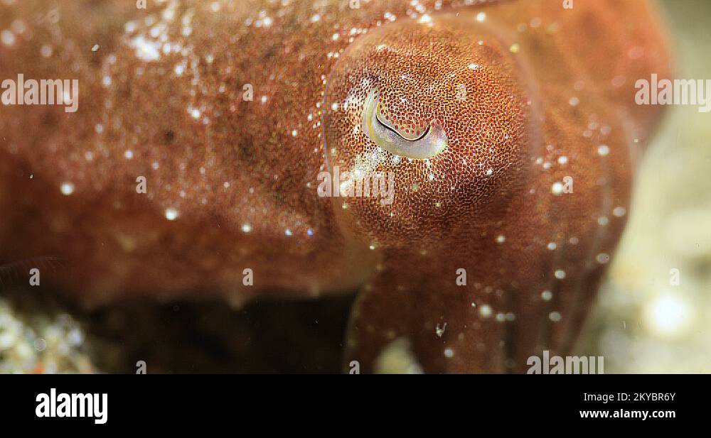 Dwarf Cuttlefish (Sepia bandensis) on Coral Reef Underwater Stock Video ...