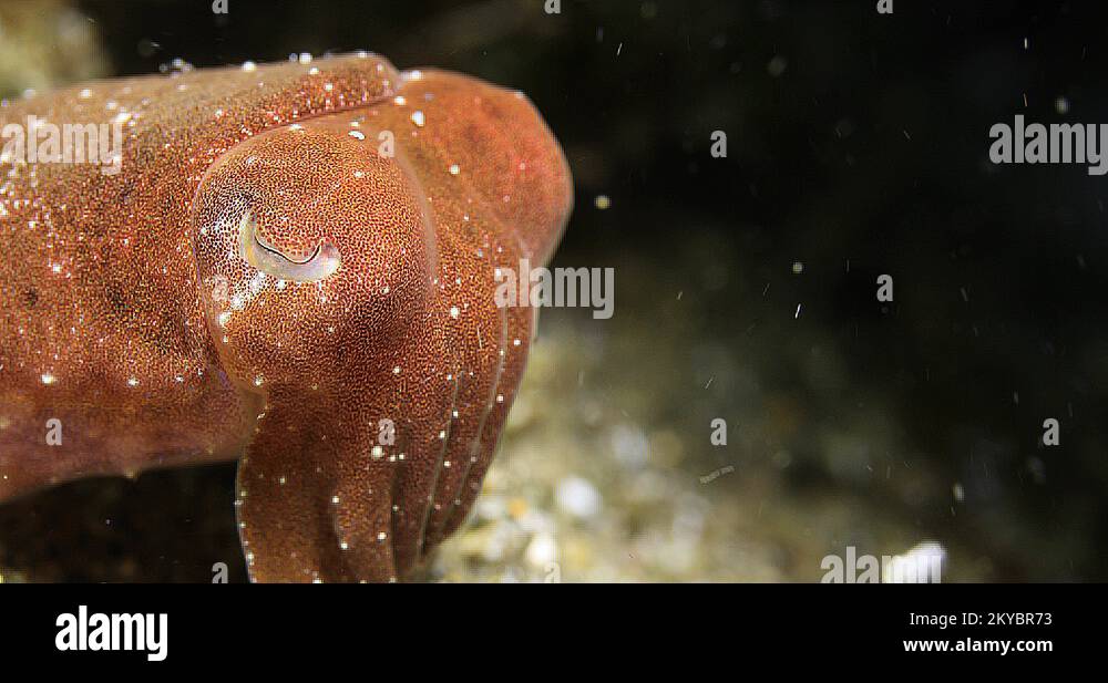 Dwarf Cuttlefish (Sepia bandensis) on Coral Reef Underwater Stock Video ...