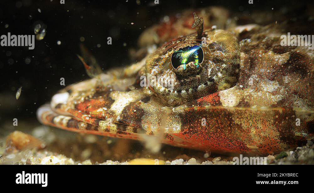 Spiny Flathead Fish (Onigocia spinosa) Underwater on a Coral Reef Stock ...