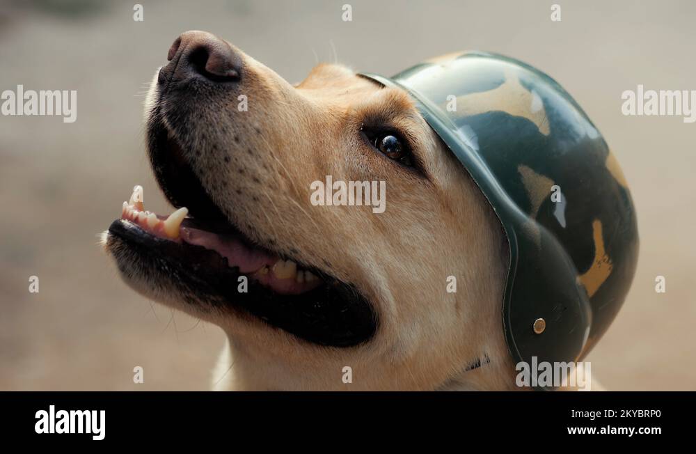 Military dog helmet Stock Videos & Footage - HD and 4K Video Clips - Alamy