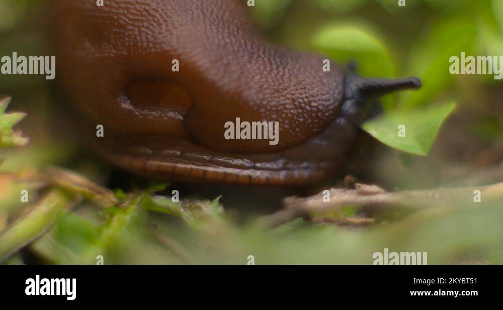 Anatomy of the foot Stock Videos & Footage - HD and 4K Video Clips - Alamy