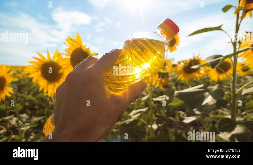 Man farmer hand hold bottle of sunflower oil the field at sunset. man ...