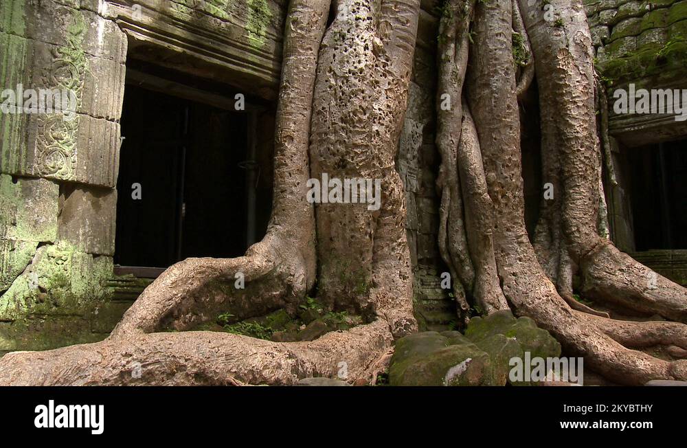 Tomb raider tree Stock Videos & Footage - HD and 4K Video Clips - Alamy