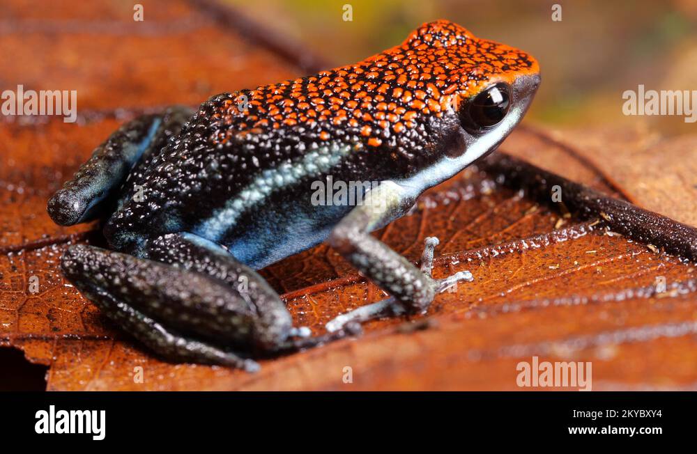 Ameerega parvula Stock Videos & Footage - HD and 4K Video Clips - Alamy