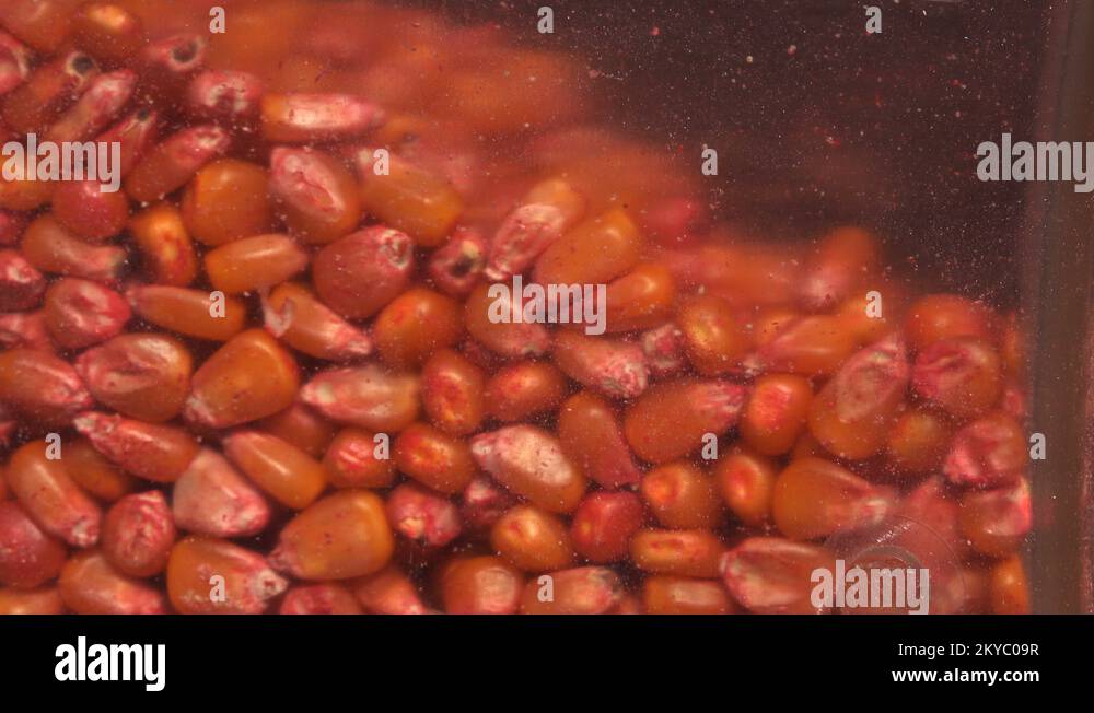 Maize seed Stock Videos & Footage - HD and 4K Video Clips - Alamy