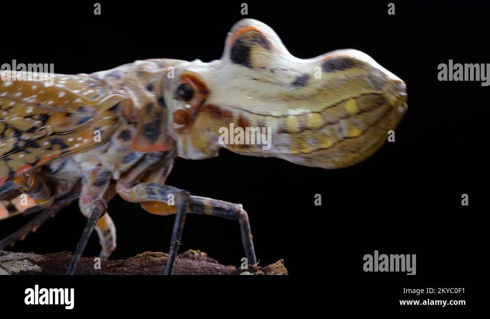 Peanut bug Stock Videos & Footage - HD and 4K Video Clips - Alamy