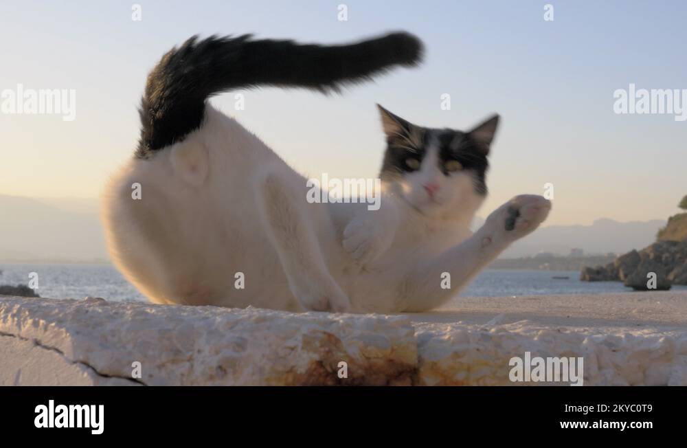 Alarmed cat Stock Videos & Footage - HD and 4K Video Clips - Alamy