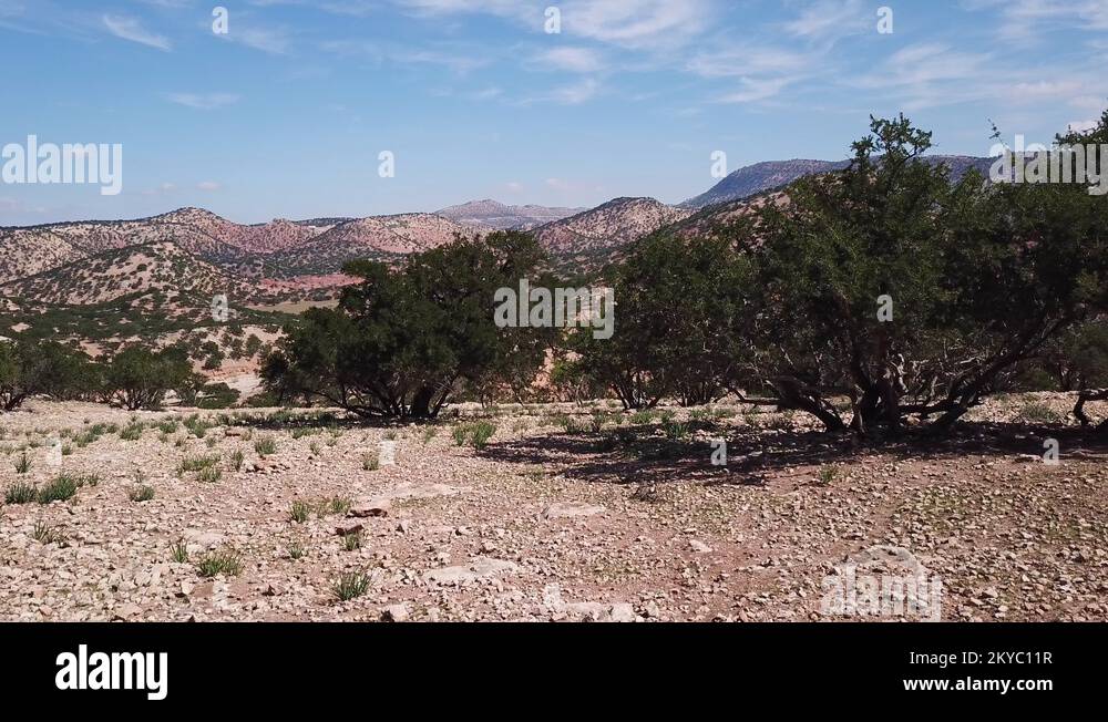 Morocco fruit trees Stock Videos & Footage - HD and 4K Video Clips - Alamy