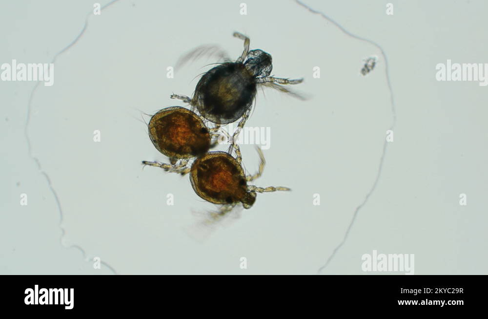 Can Mites Live In Water at Keira Jeanneret blog