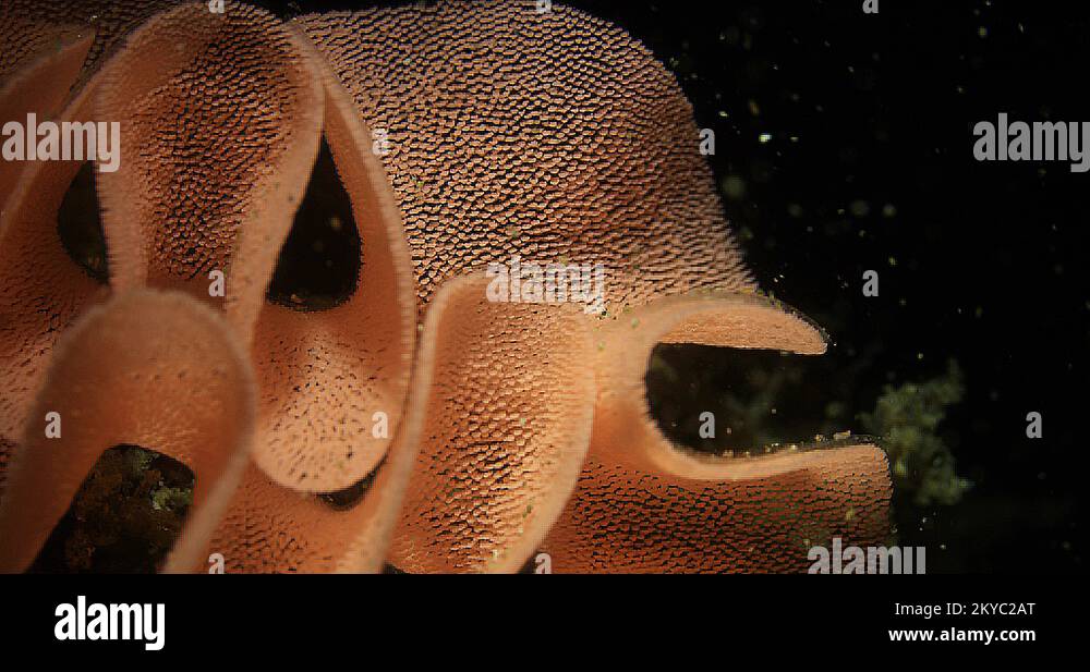 Nudibranch Sea Slug eggs Underwater in Anilao Philippines Stock Video ...