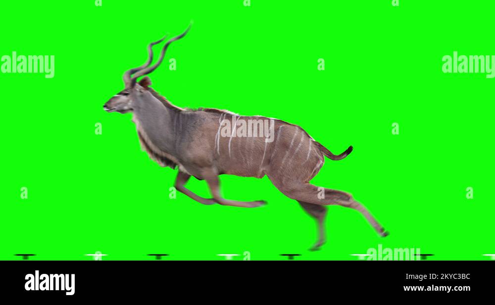 Antelope Kudu Runs. Green screen Stock Video Footage - Alamy