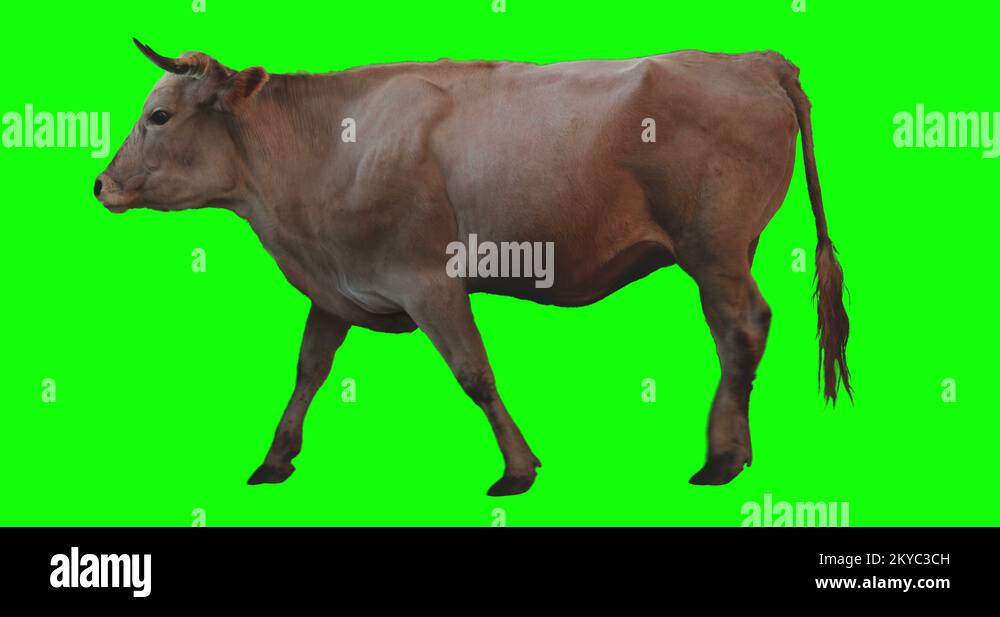 Brown bull walks on a transparent background. Green screen Stock Video ...