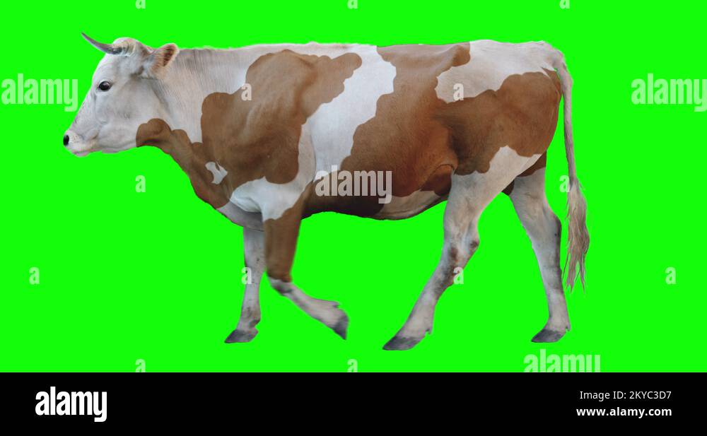 Red white bull walks on a transparent background. Green screen Stock ...