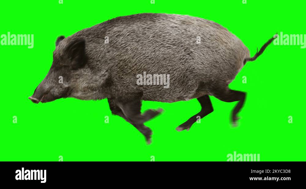 Wild boar gallop runs. Animation is cyclic and isolated. Green screen ...