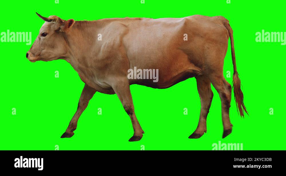 Red bull walks on a transparent background. Green screen Stock Video ...