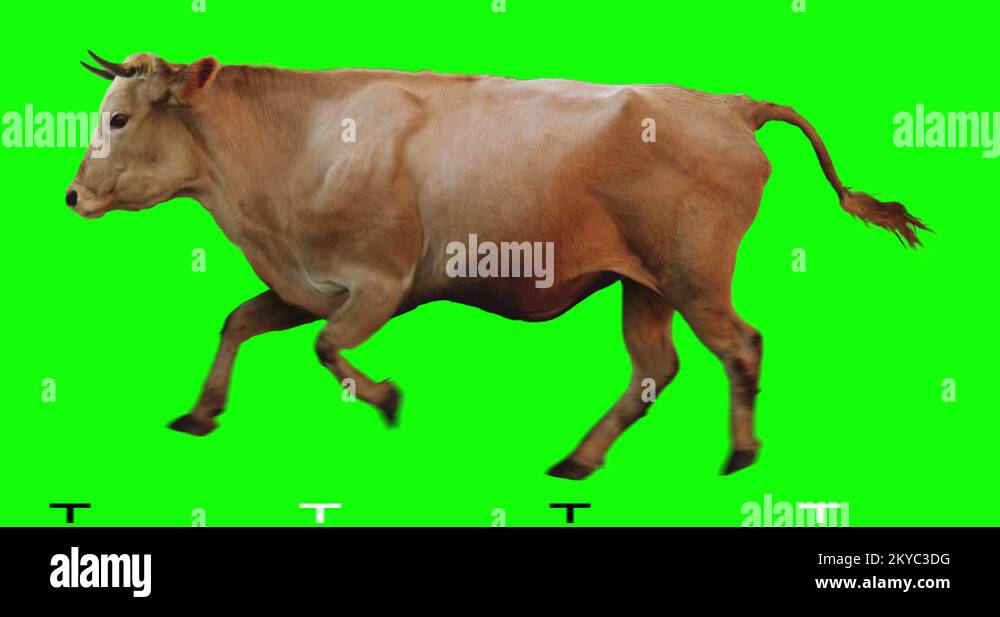 Red bull runs on a transparent background. Green screen Stock Video ...