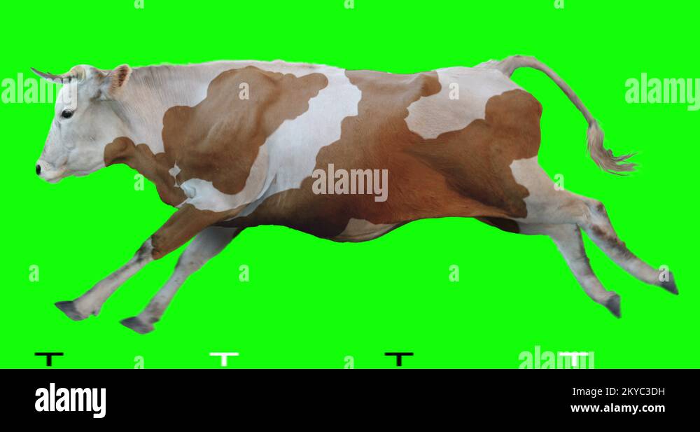 Red white bull runs on a transparent background. Green screen Stock ...
