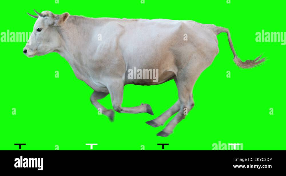 White bull runs on a transparent background. Green screen Stock Video ...