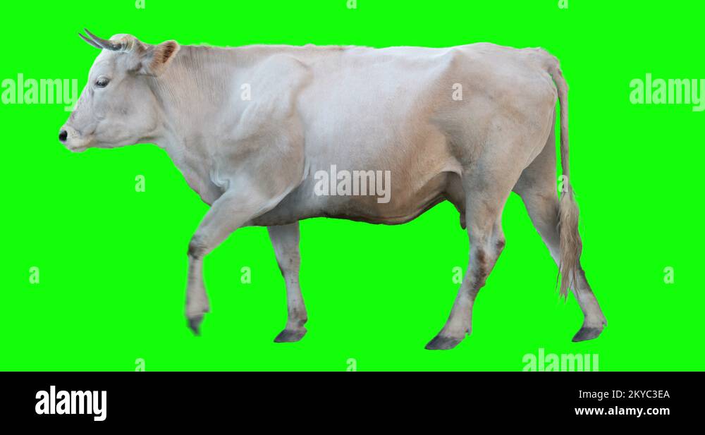 White cow walks on a transparent background. Green screen Stock Video ...