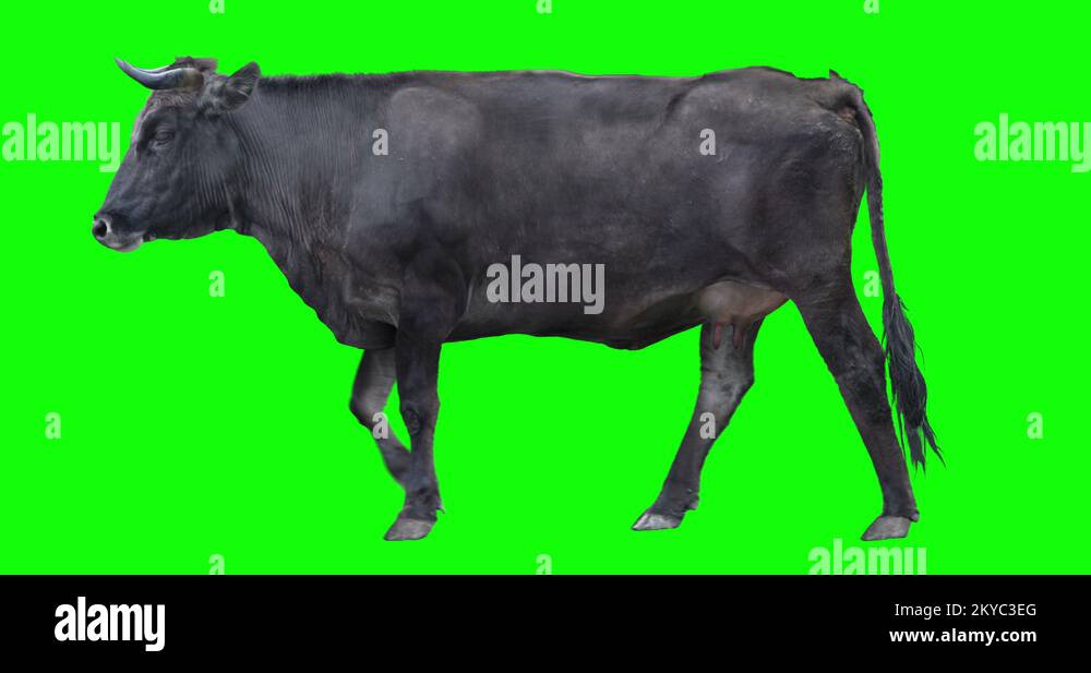 Black cow walks on a transparent background. Green screen Stock Video ...