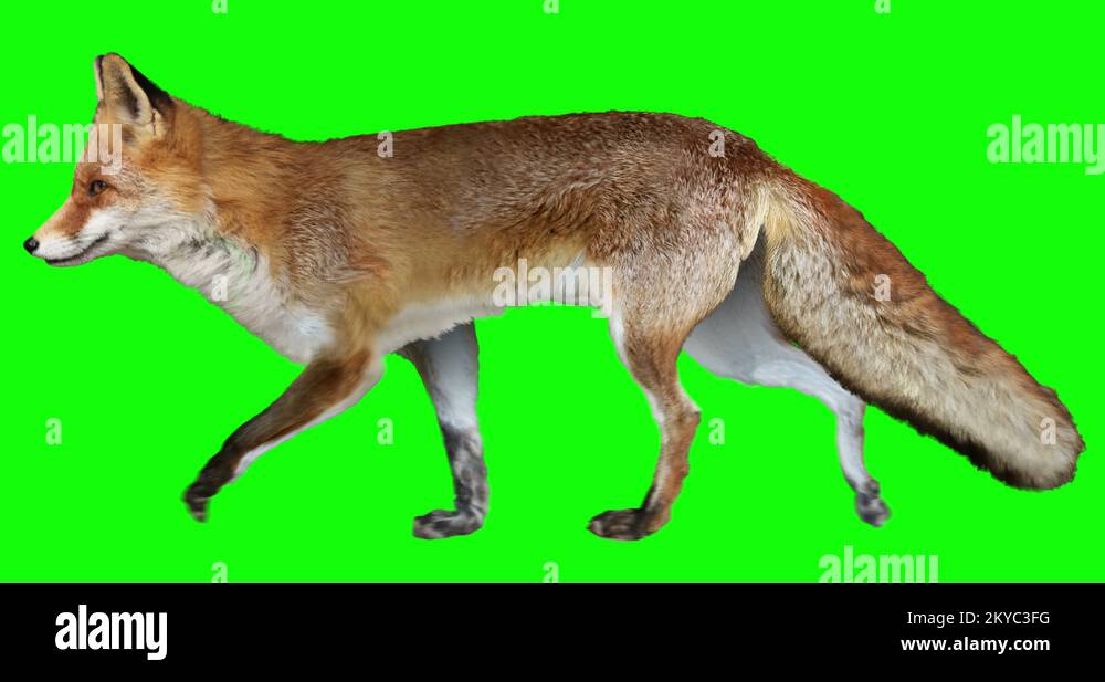 Red fox walking. Isolated and cyclic animation. Green screen Stock ...