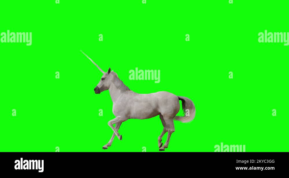 Unicorn rearing. Isolated animation. Green screen Stock Video Footage ...