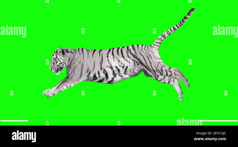 White tiger runs jumping. Animal isolated for your background. Green ...