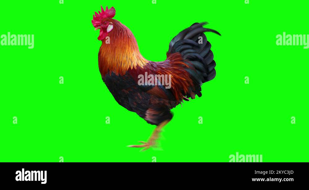 Rooster running. Animation is cyclic and isolated. Green screen Stock ...