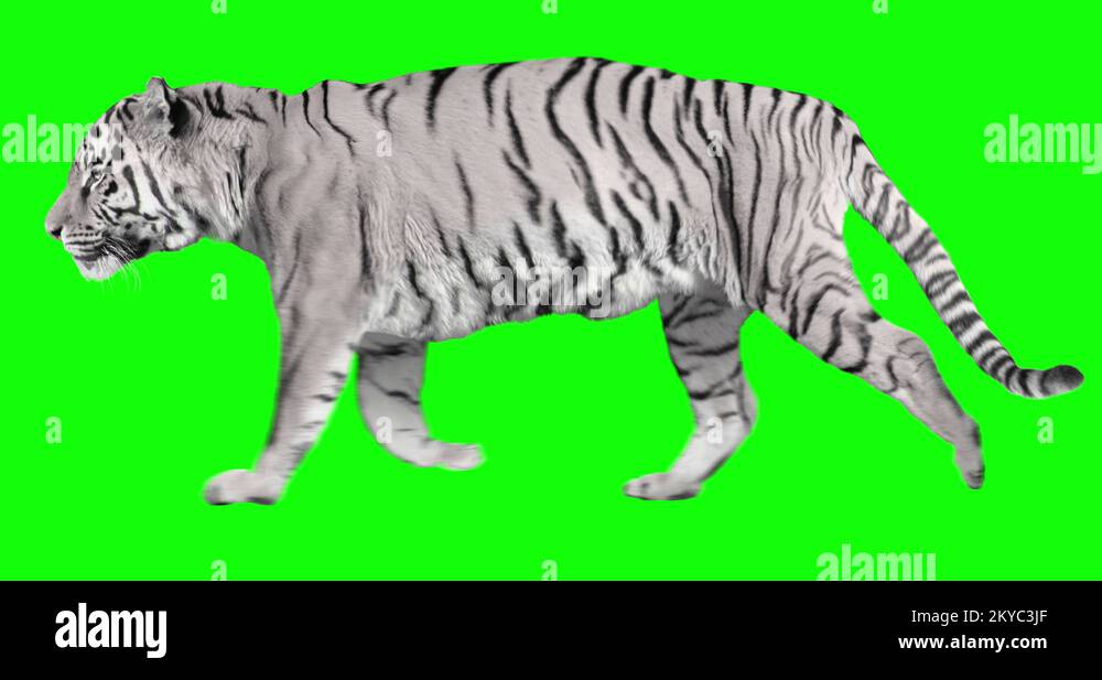 White tiger runs trot. Animal isolated for your background. Green ...