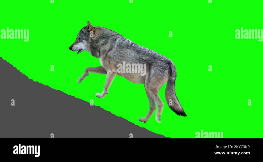 Gray wolf howling Stock Videos & Footage - HD and 4K Video Clips - Alamy