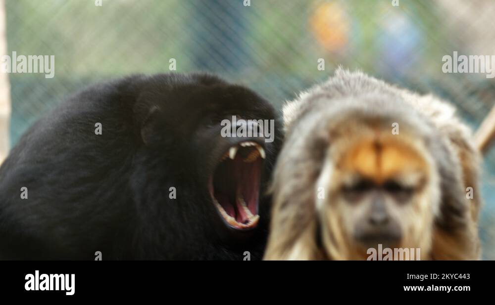 Agressive and wild nature Stock Videos & Footage - HD and 4K Video ...