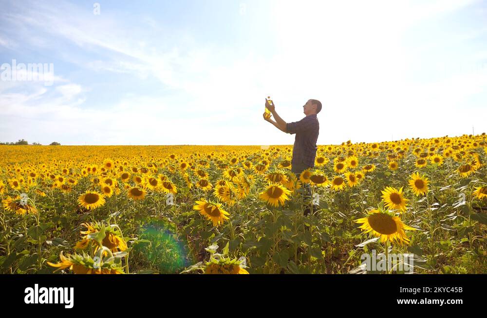 Man farmer hand hold bottle of sunflower oil the field at sunset. man ...