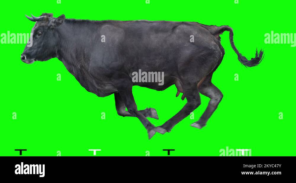 Black cow runs on a transparent background. Green screen Stock Video ...