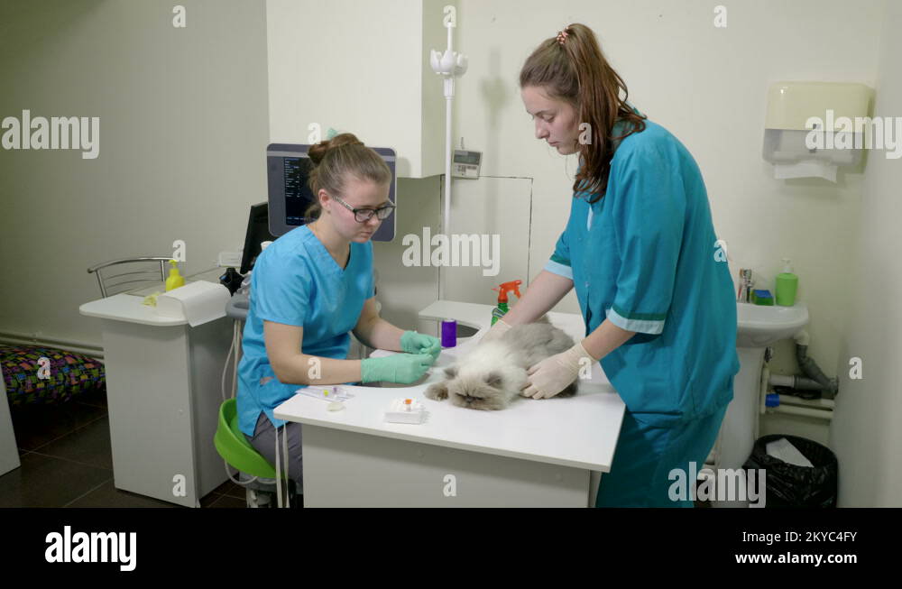 Jugular vein catheter Stock Videos & Footage - HD and 4K Video Clips ...