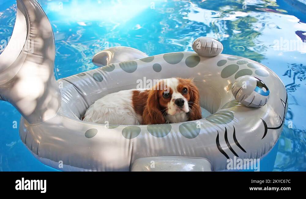 Dog in swimming pool. Floating toy puppy water Stock Video Footage - Alamy