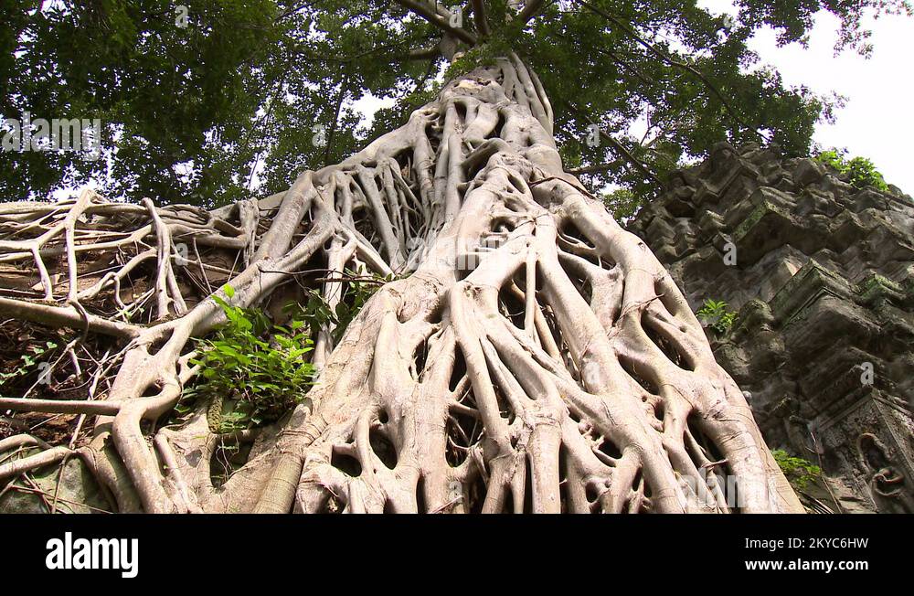 Cambodia jungle tree roots Stock Videos & Footage - HD and 4K Video ...