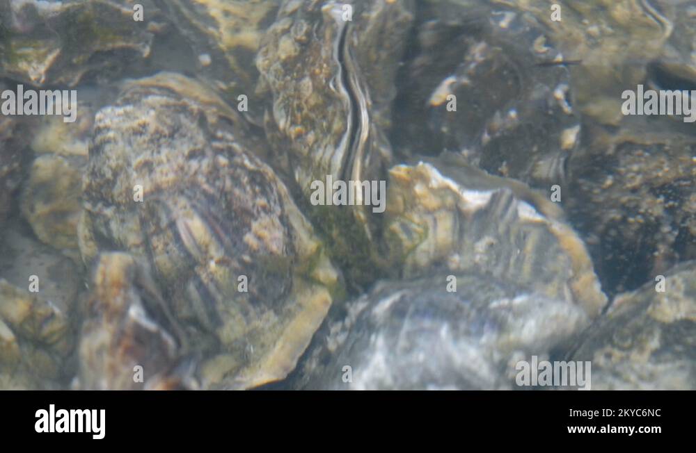 Oyster in shell in water Stock Videos & Footage - HD and 4K Video Clips ...