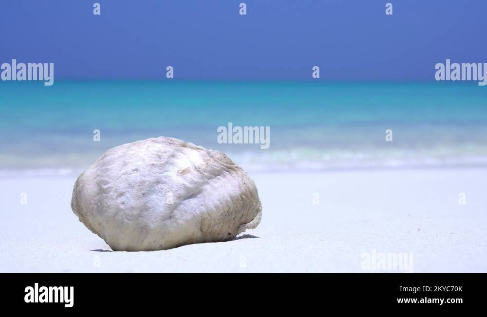 Seashell on shore Stock Videos & Footage - HD and 4K Video Clips - Alamy