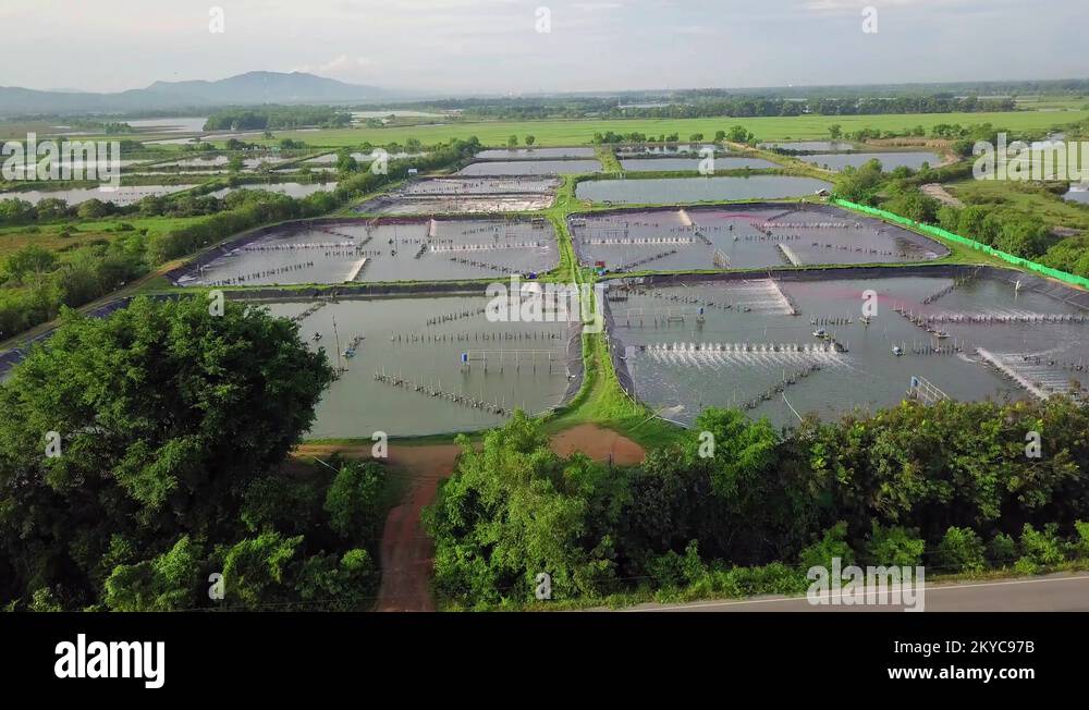 Prawn farming thailand Stock Videos & Footage - HD and 4K Video Clips ...