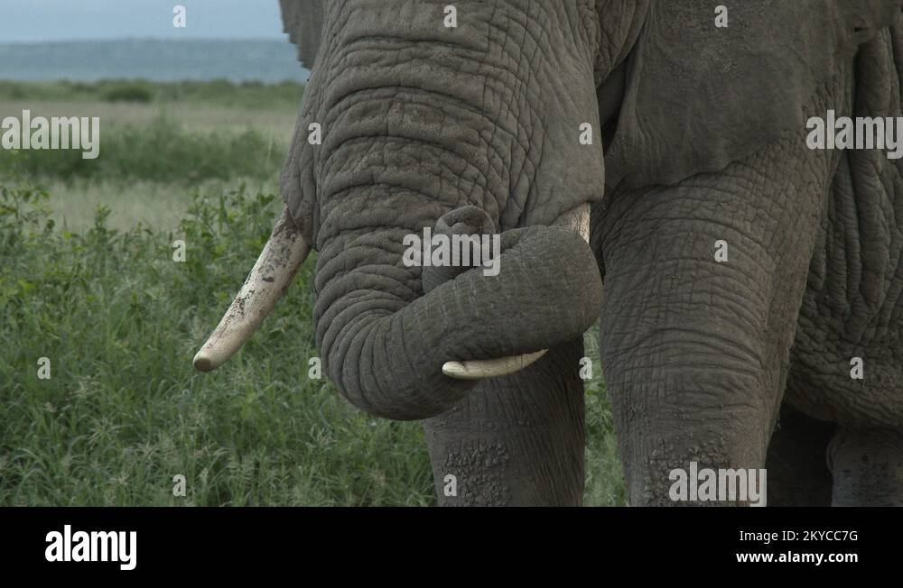 Africa elephant tusk bull Stock Videos & Footage - HD and 4K Video ...