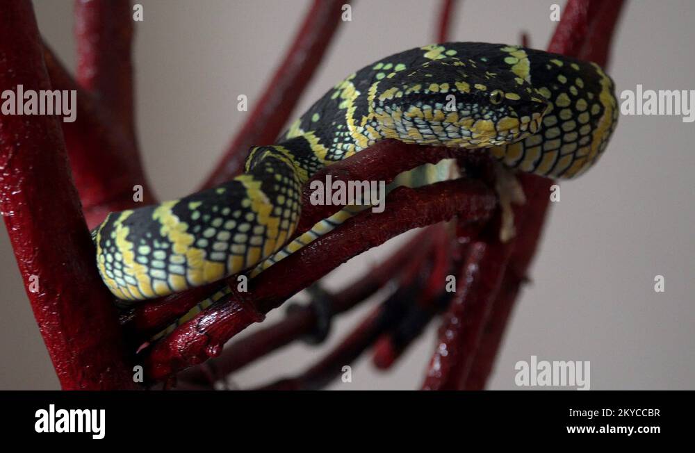 Wagler's Temple Pit Viper (Tropidolaemus wagleri) Sleeping at Snake ...