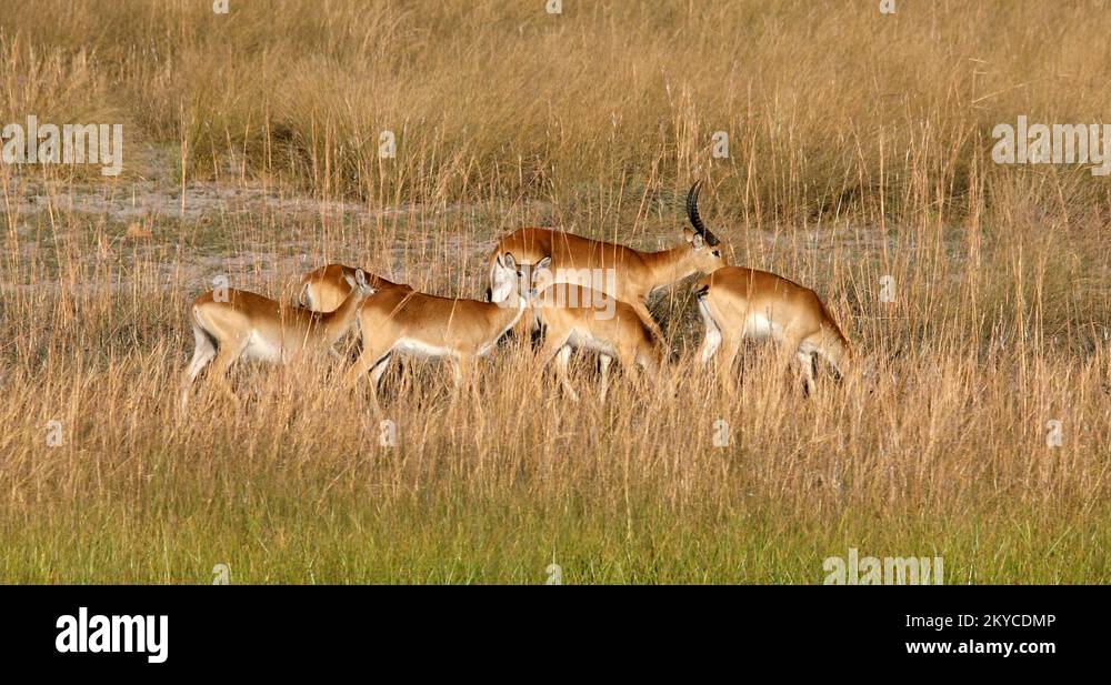 Southern africa fauna Stock Videos & Footage - HD and 4K Video Clips ...