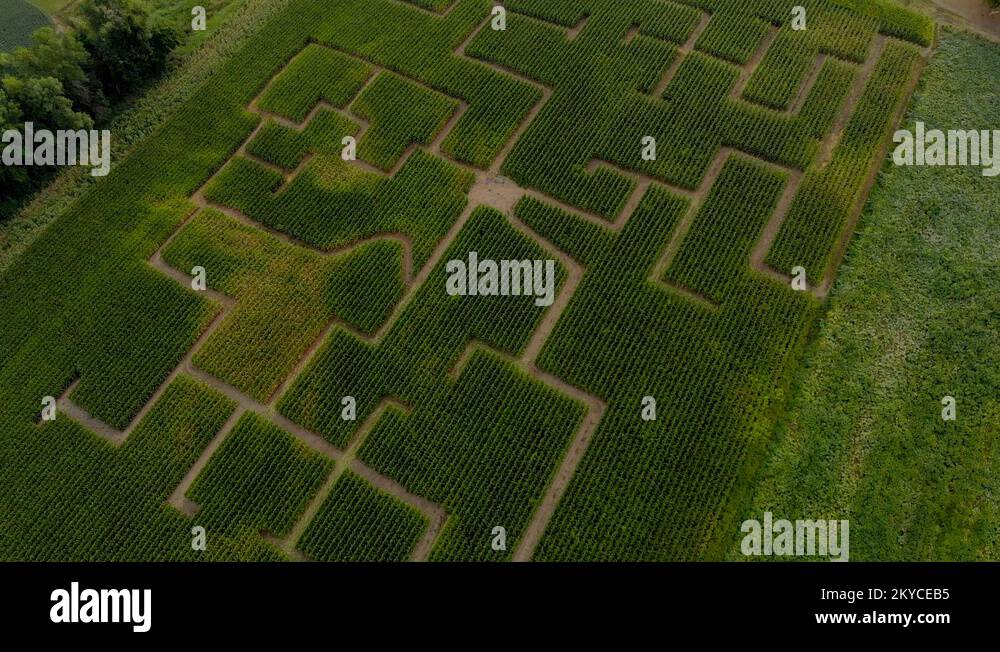 Field of maze Stock Videos & Footage - HD and 4K Video Clips - Alamy