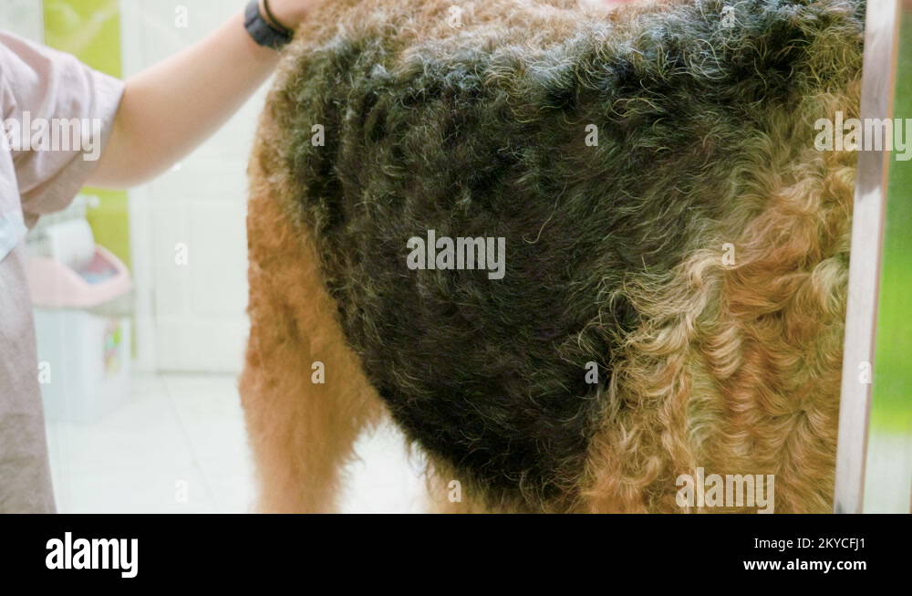 Irish terrier Stock Videos & Footage - HD and 4K Video Clips - Alamy