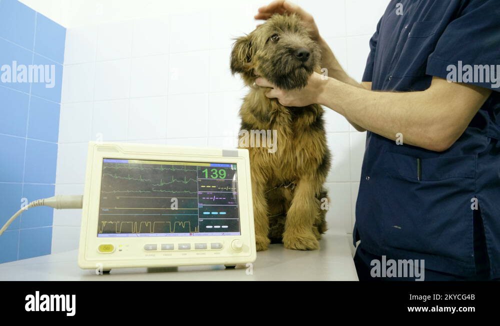 The vet checking the heartbeat of the dog in the veterinary clinic. 4K ...
