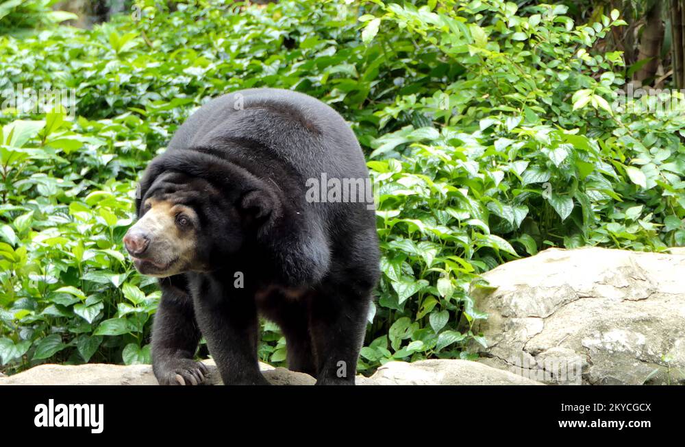 Southeast asia bear Stock Videos & Footage - HD and 4K Video Clips - Alamy