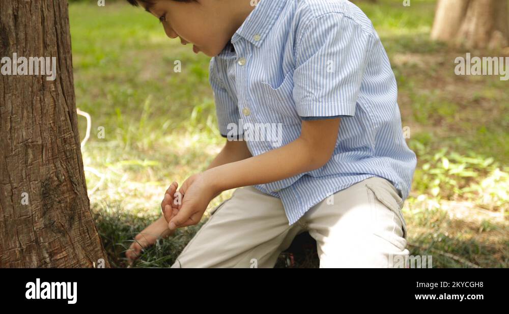 Five insects Stock Videos & Footage - HD and 4K Video Clips - Alamy