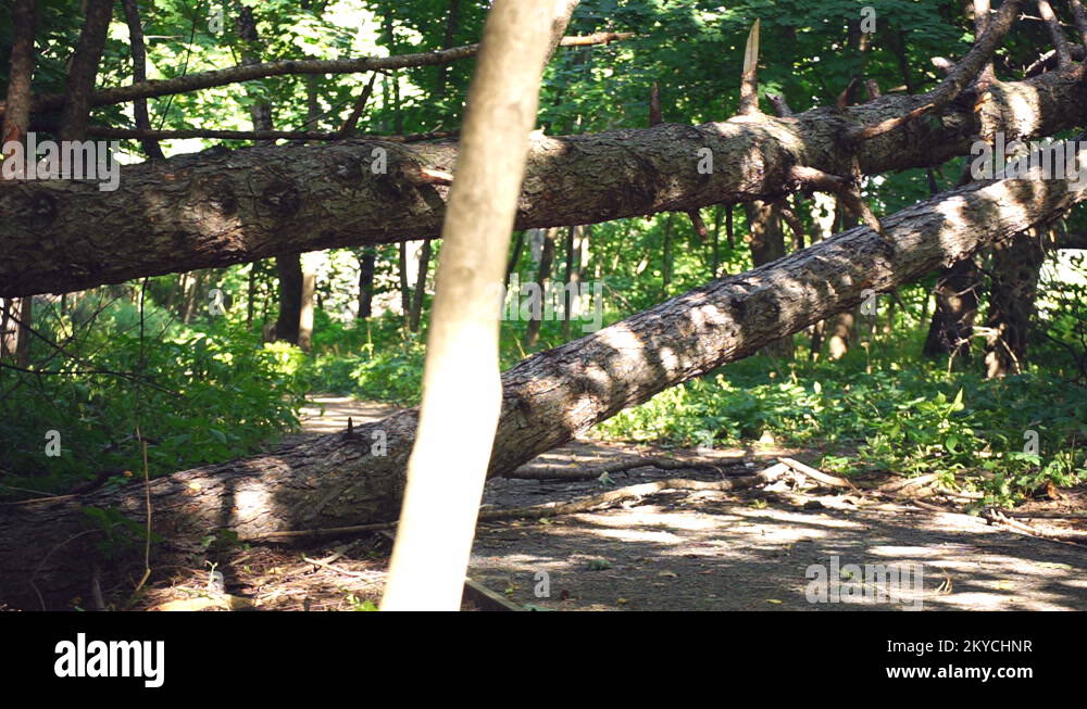 Fallen trees on trail Stock Videos & Footage - HD and 4K Video Clips ...