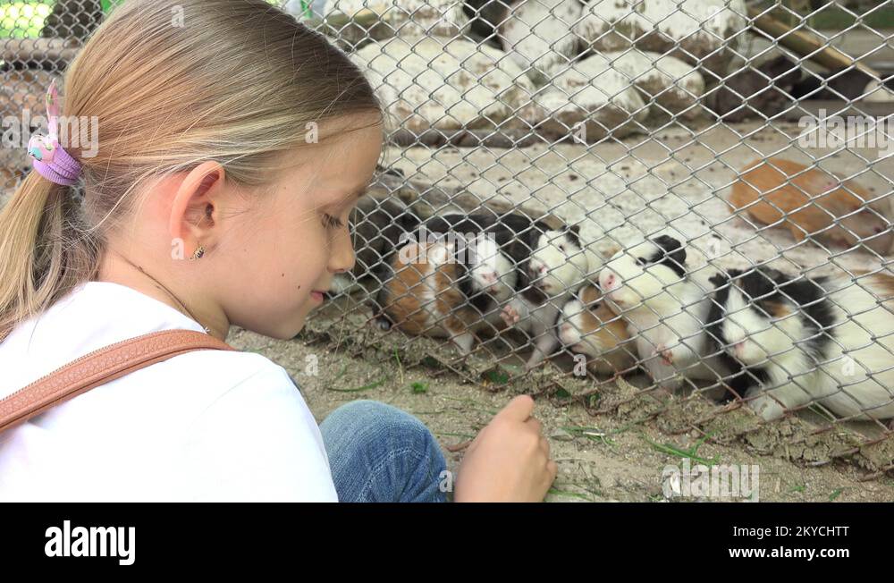 Child in Zoo Park, Girl Feeding Guinea Pigs, Kids Love Nursing Animals ...
